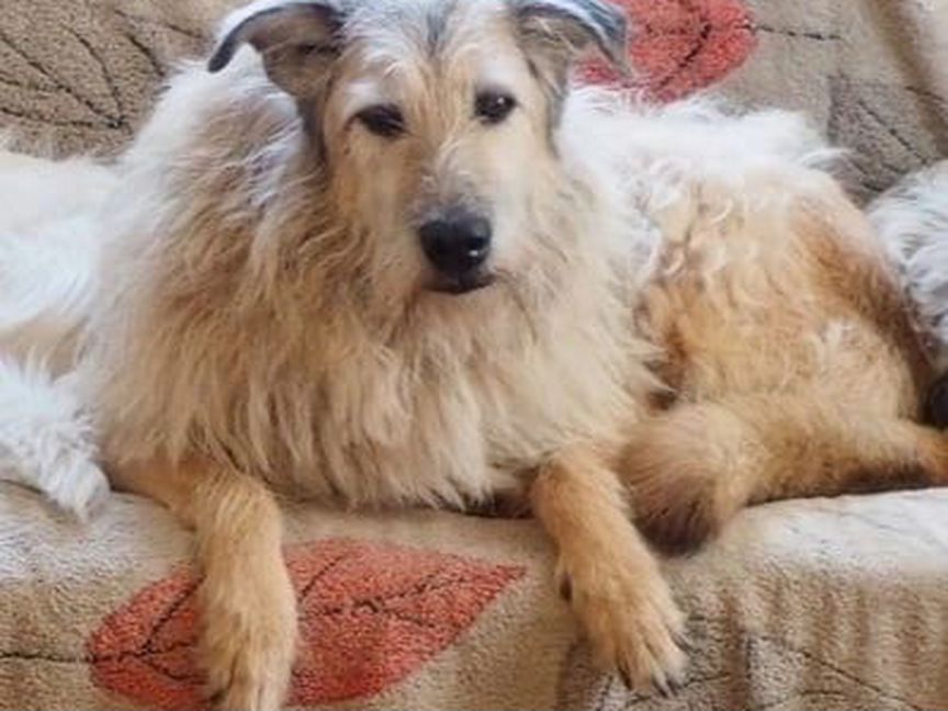 Мудрый добрый пёс ищет дом