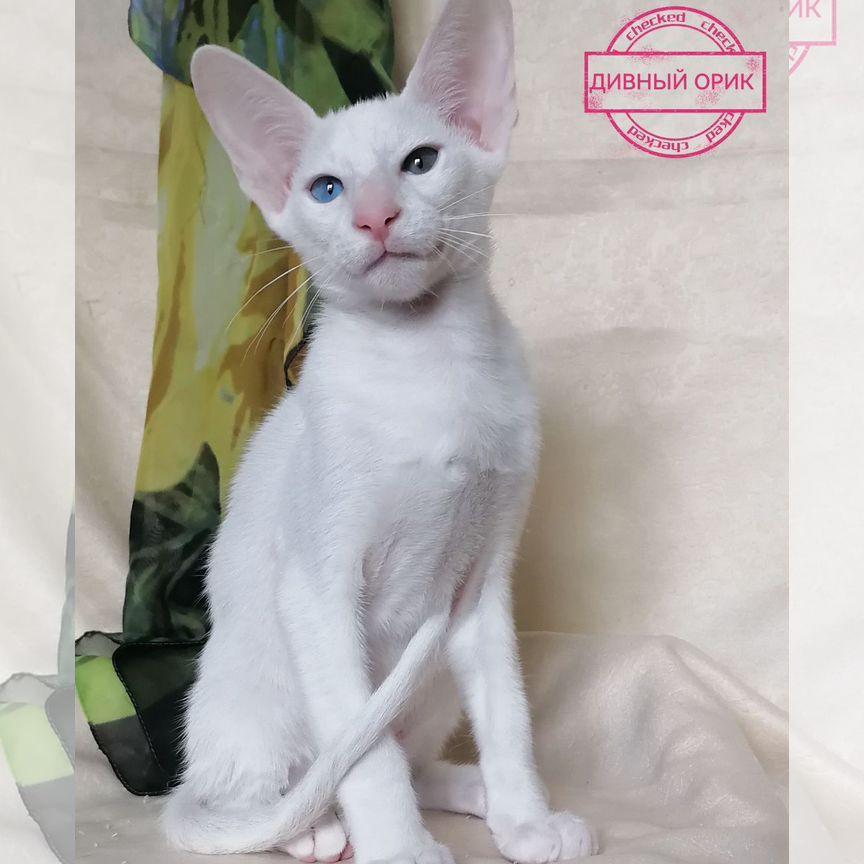Ориентальный котёнок