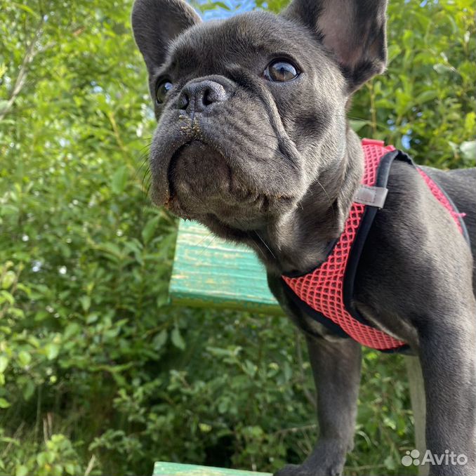 Собака для фотосессии