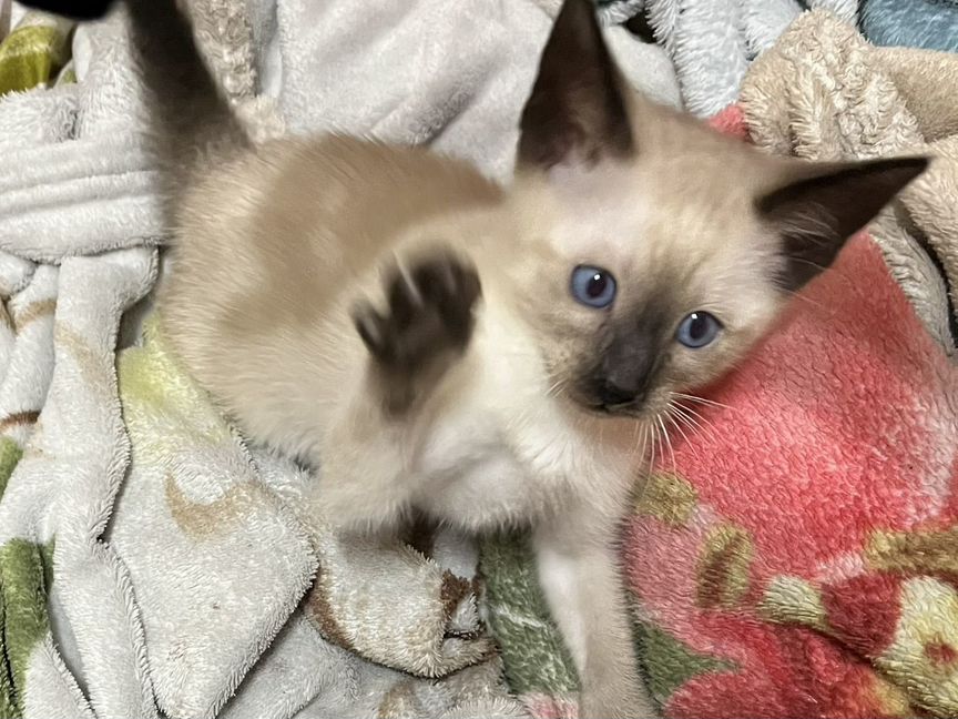 Ориентал метис