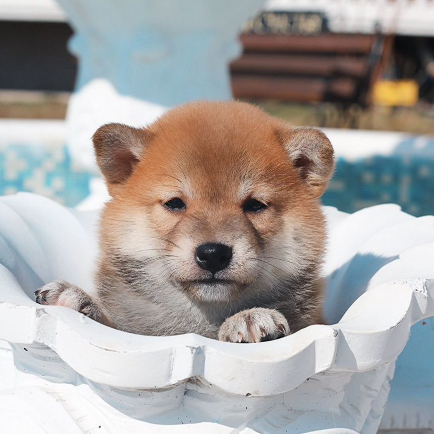 Мальчик сиба ину