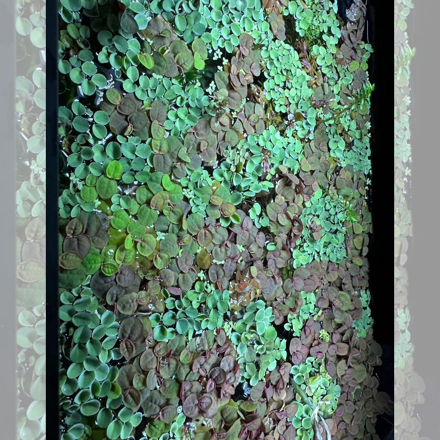 Аквариумные растения