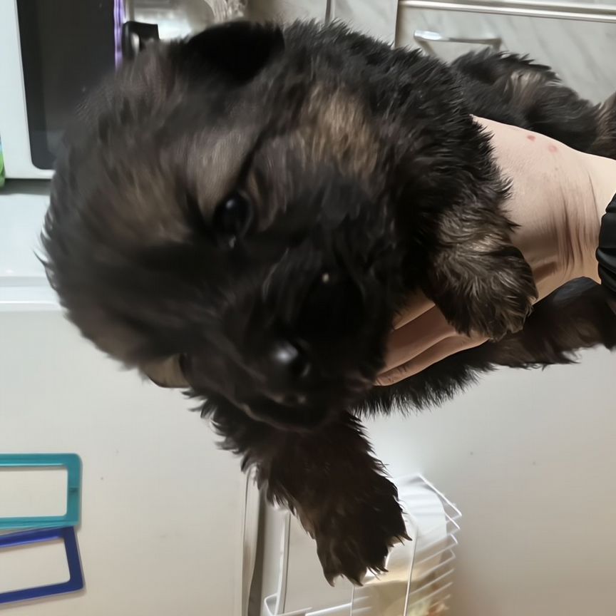 Немецкая овчарка, щенок