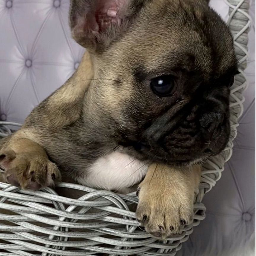 Девочка французский бульдог