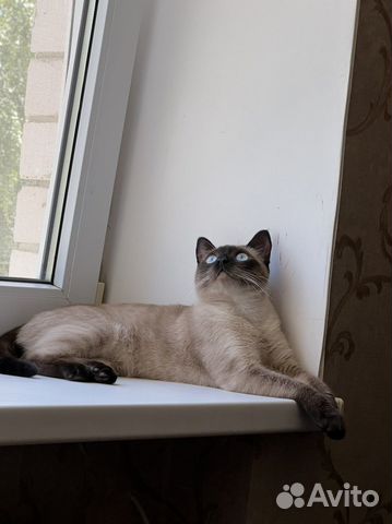 Сиамский кот
