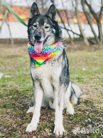 Лайка Гром из приюта в дар