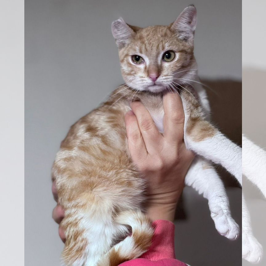 Рыжая кошечка котенок из приюта