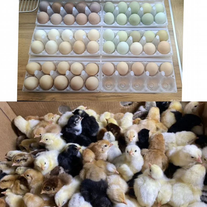 Ия, Цыплята (от разных пород кур )