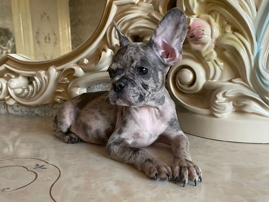 Малыши бульдожки