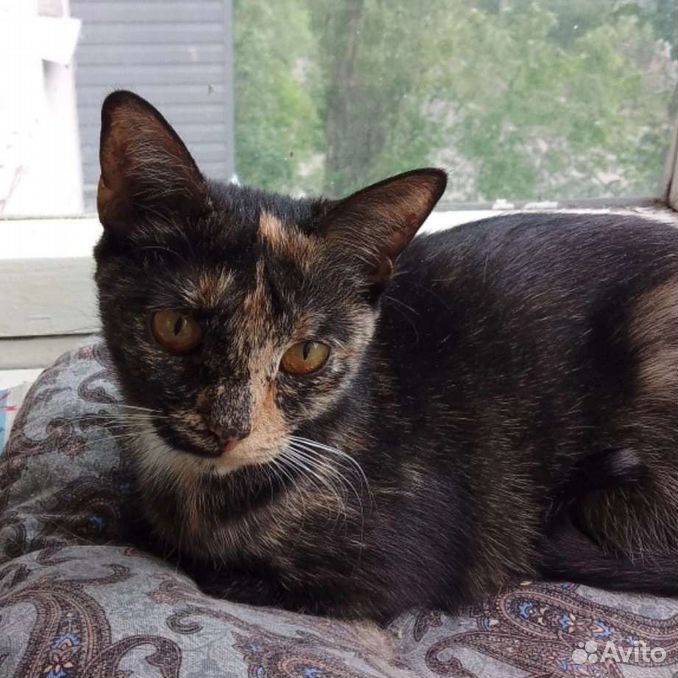 Кошечка Ляля в добрые руки