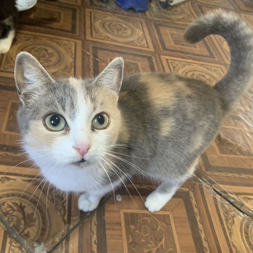 Взрослая кошка в добрые руки