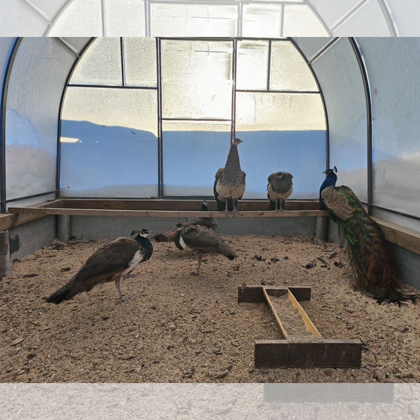 Продам павлинов