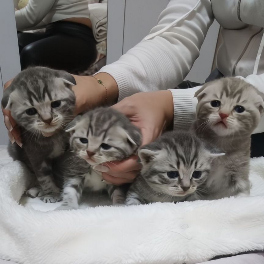 Шотландский вислоухий длинношёрстный котёнок