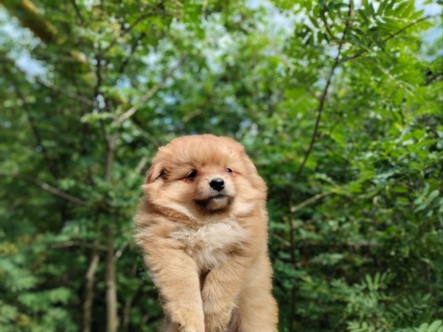 Щенок шпица