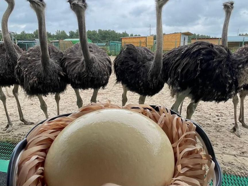 Цылята страусы
