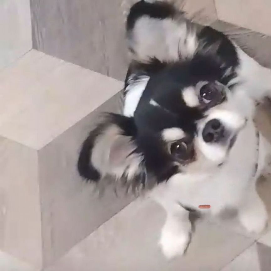 Собаки потеряшки