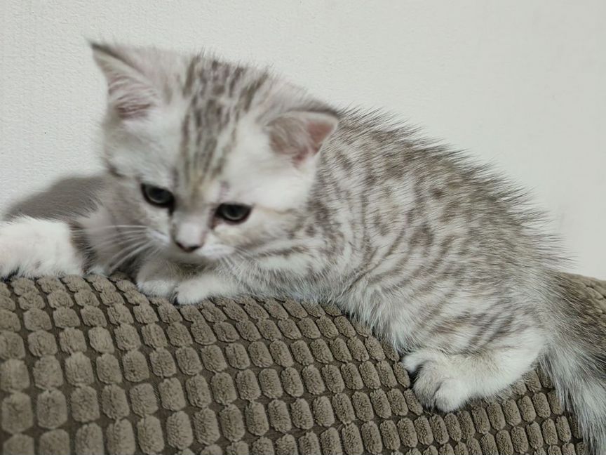 Шотландская вислоухая (котята)