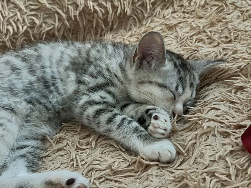 Котенок
