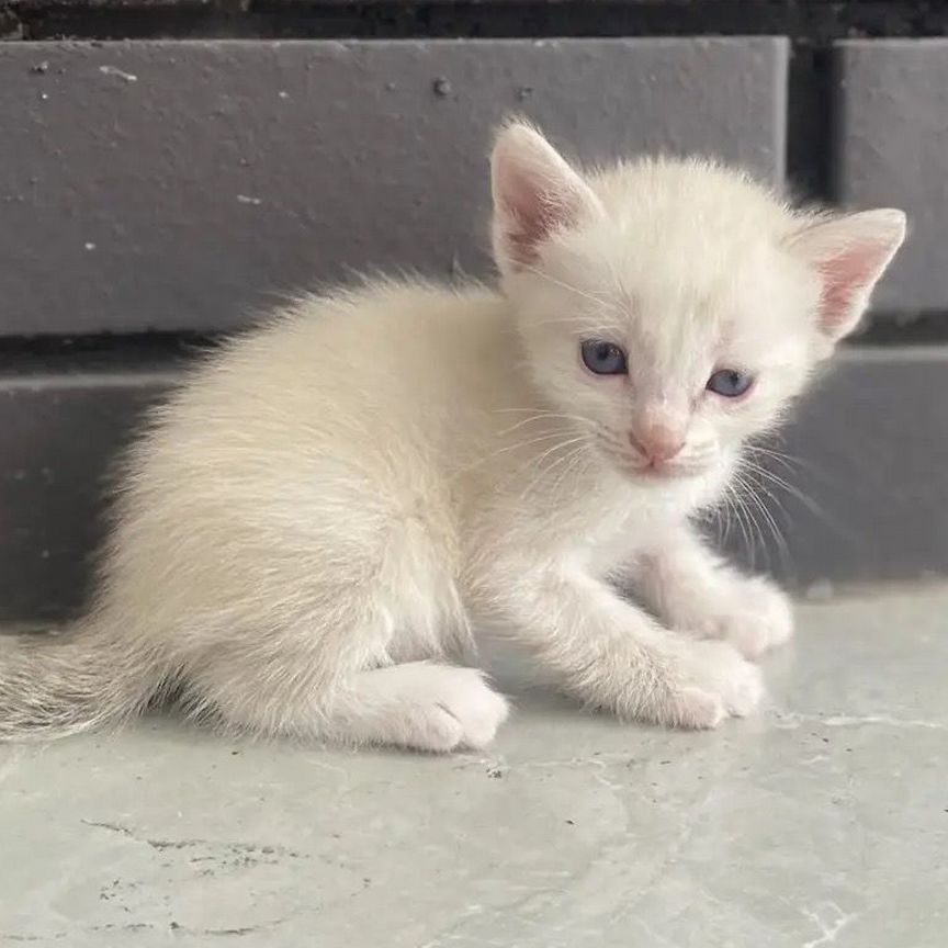 Котёнок в добрые руки