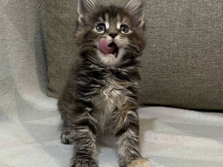 Котята мейн-кун