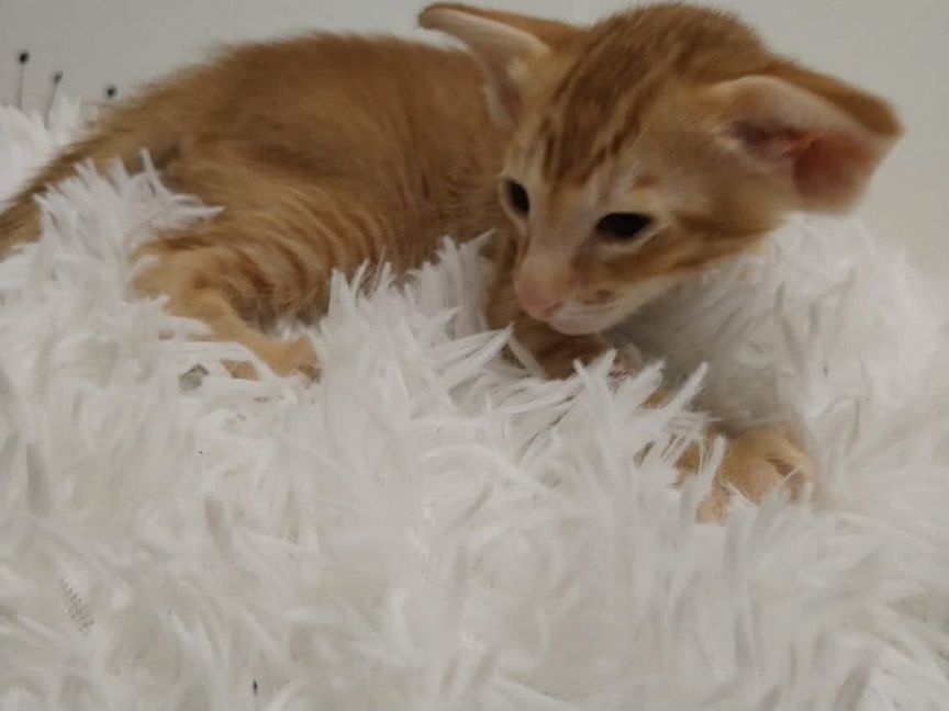 Ориентальные котятки