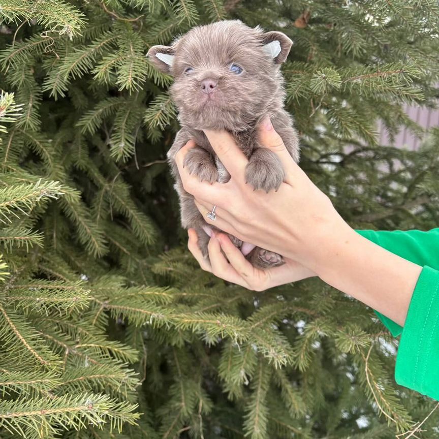 Лиловая красотка чихуaхуа