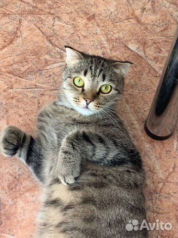 Кошка