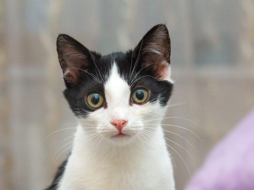 Котенок супер Марио 4 месяца в добрые руки