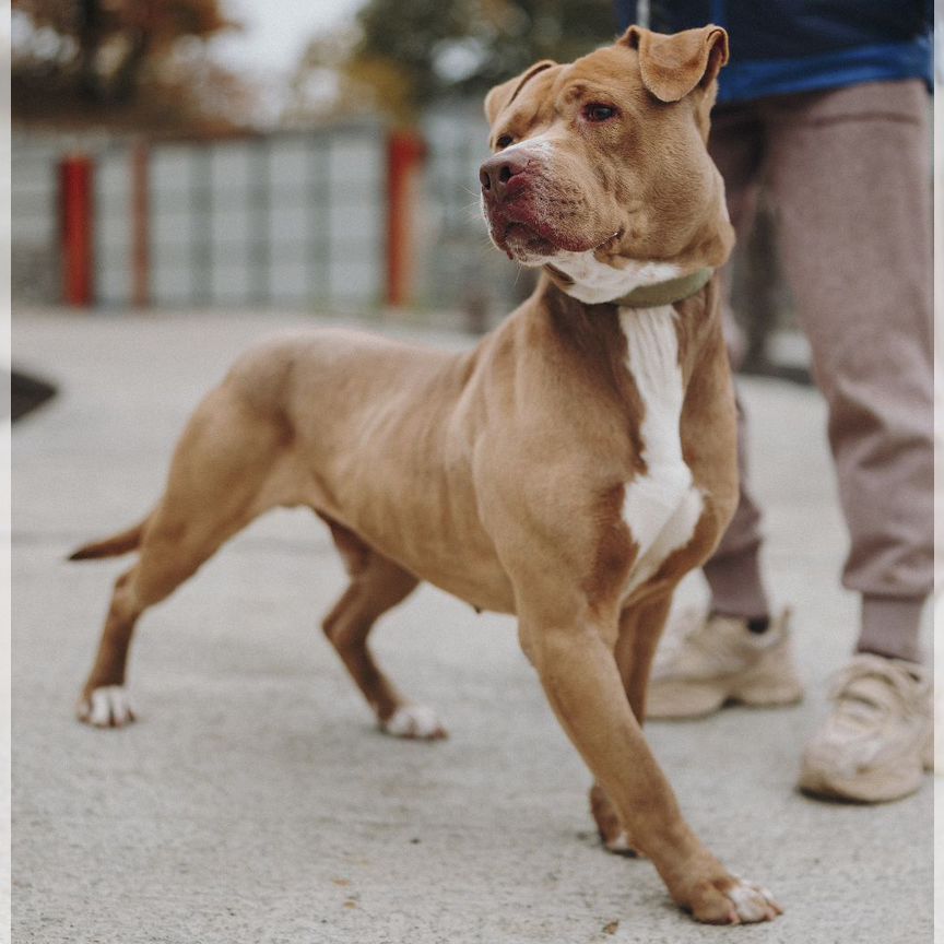 Стаффордширский терьер