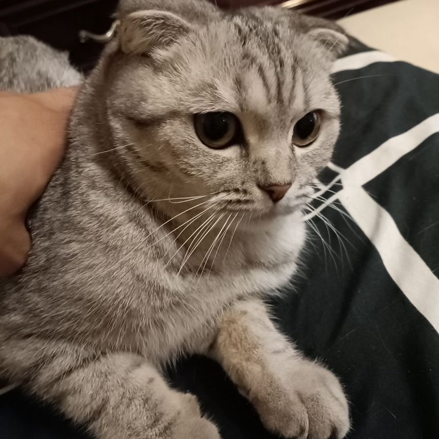 Шотландская вислоухая кошка