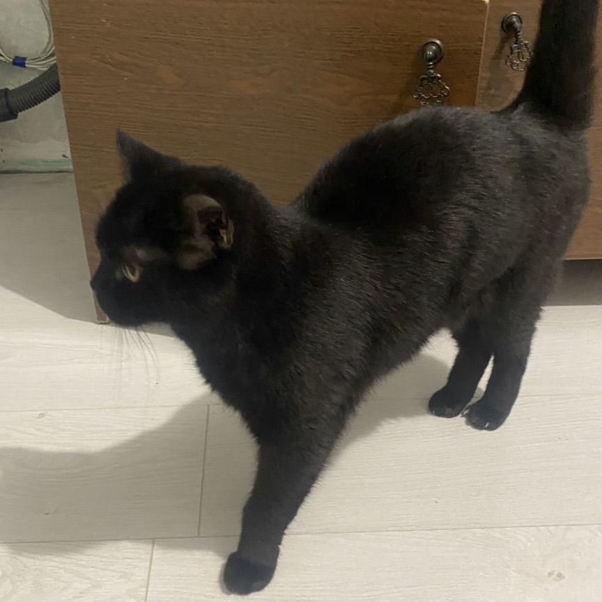 Британская короткошёрстная кошка, взрослая