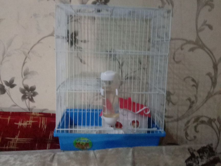 Хомяк с клеткой