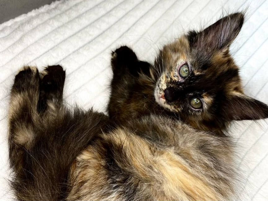 Котенок Мейн-кун