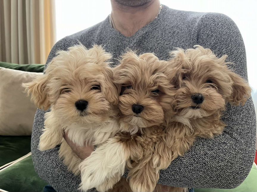 Щенки мальтипу мини