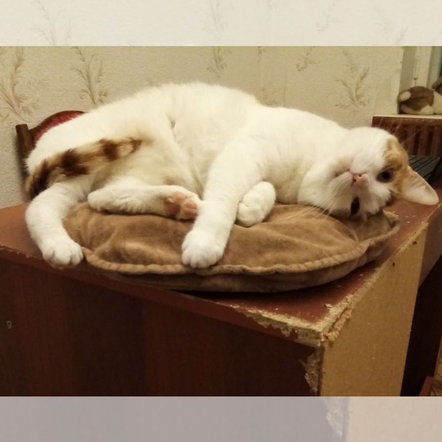 Котик Рыжик ищет дом