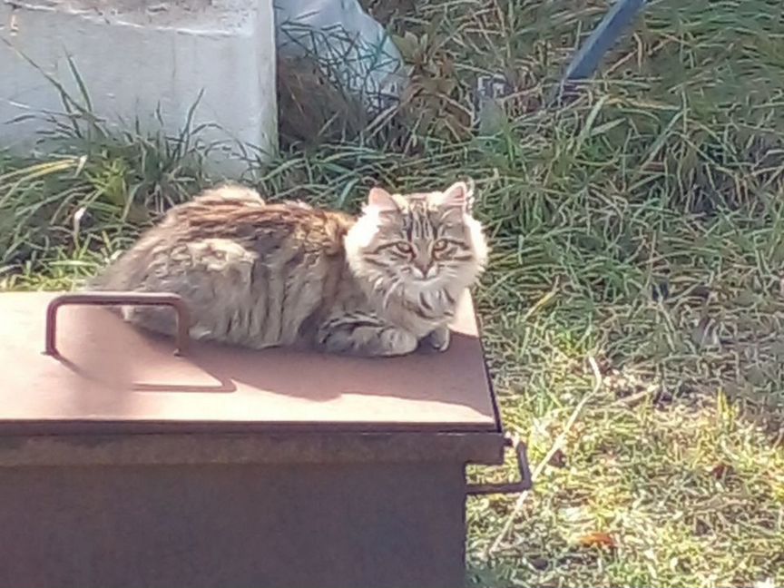 Красивая пара кот + кошка