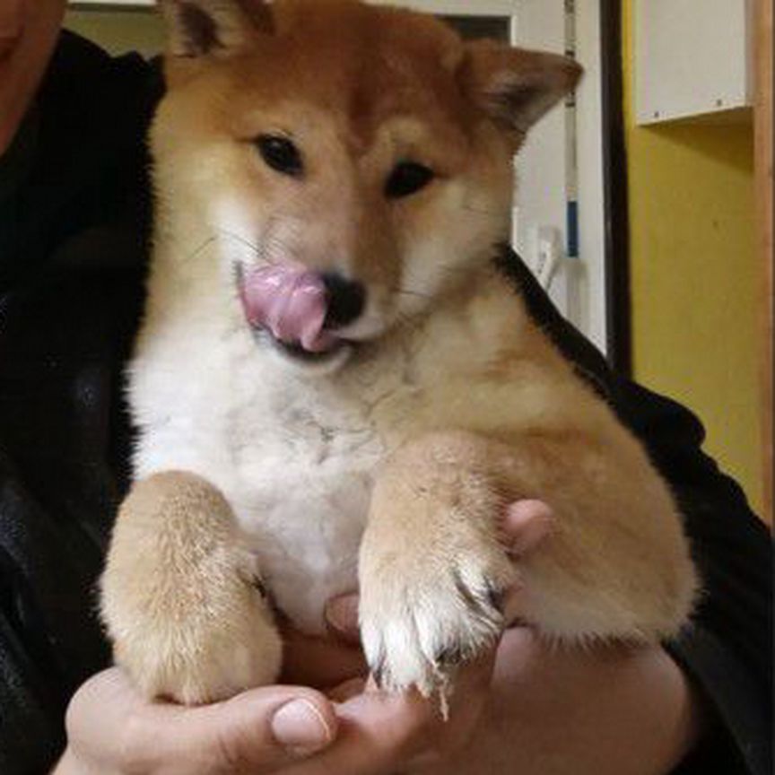 Сиба-ину, щенок