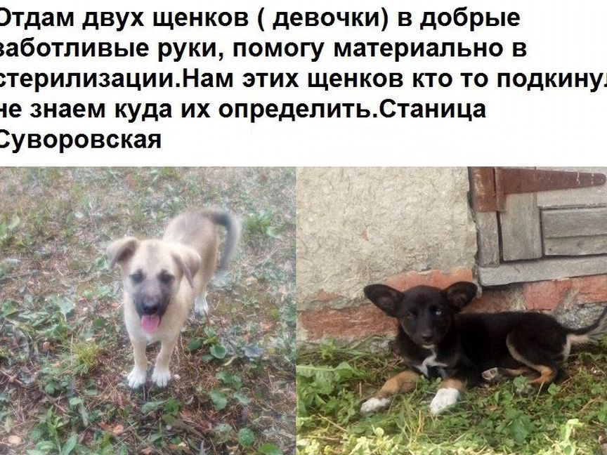 Отдам в добрые руки двух щенков порода дворняшки