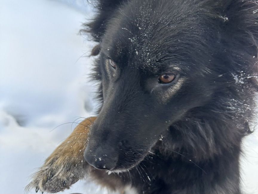 Собака без дома при "хозяевах"
