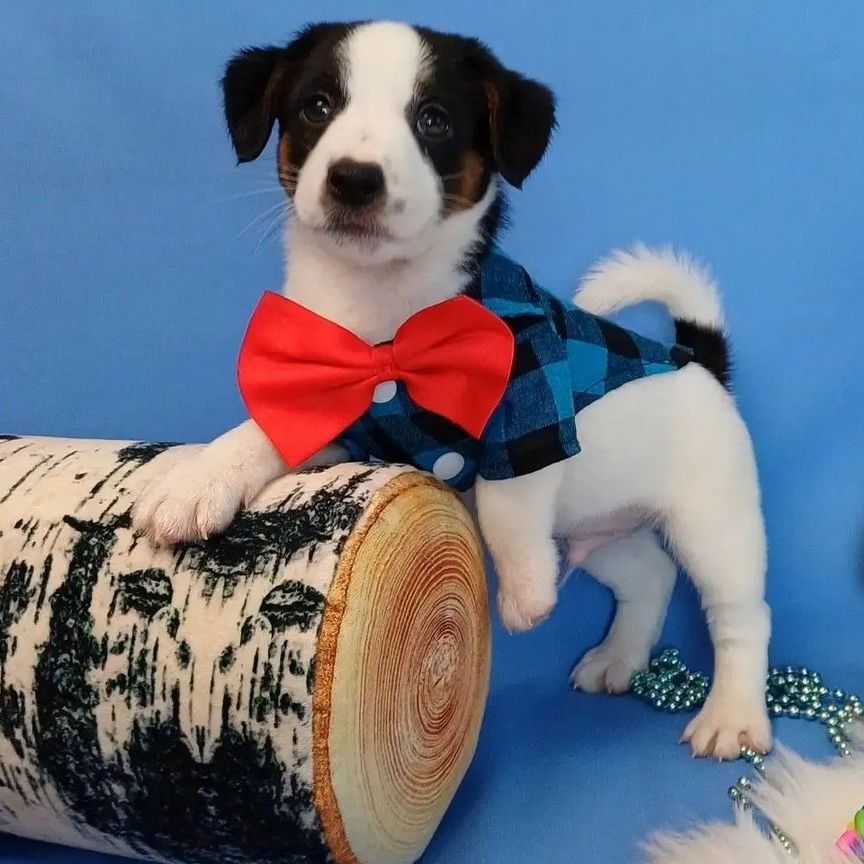 Джек-рассел-терьер, щенок