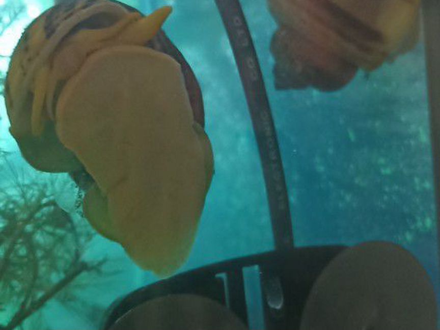 Улитки аквариумные ампулярии