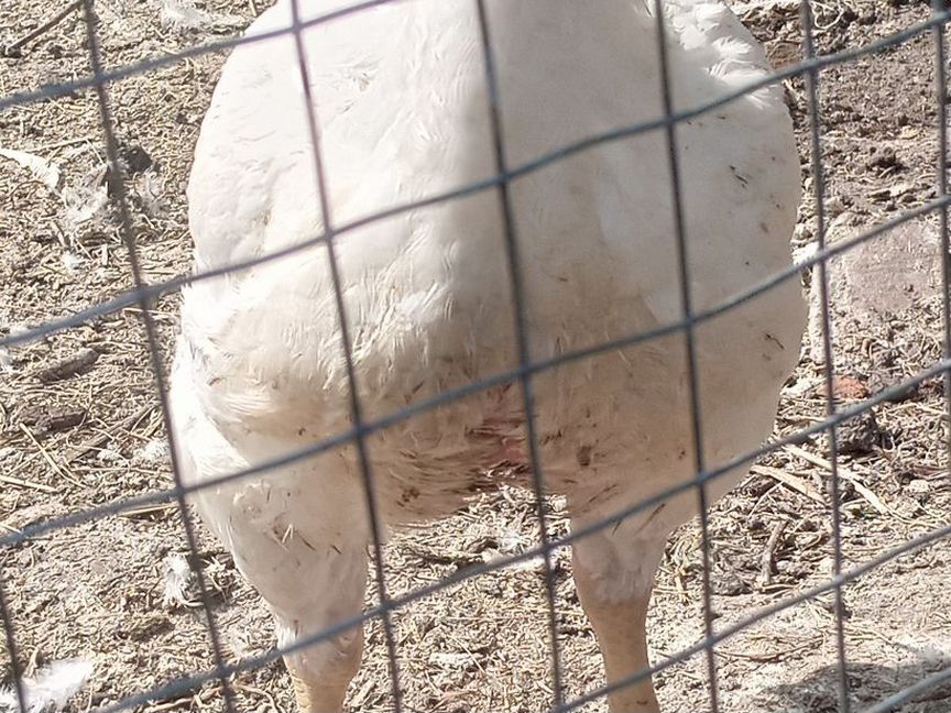 Бройлер Кобб 500 (Испания) (мясом)