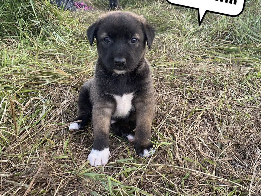 Щенки в добрые руки