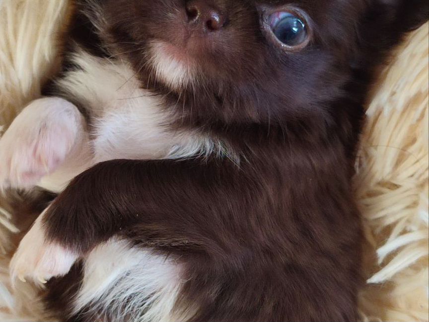 Собаки чихуахуа щенок для резерва