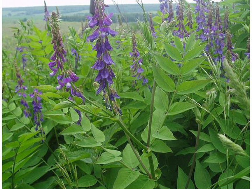 Сено в тюках Козлятник Восточный