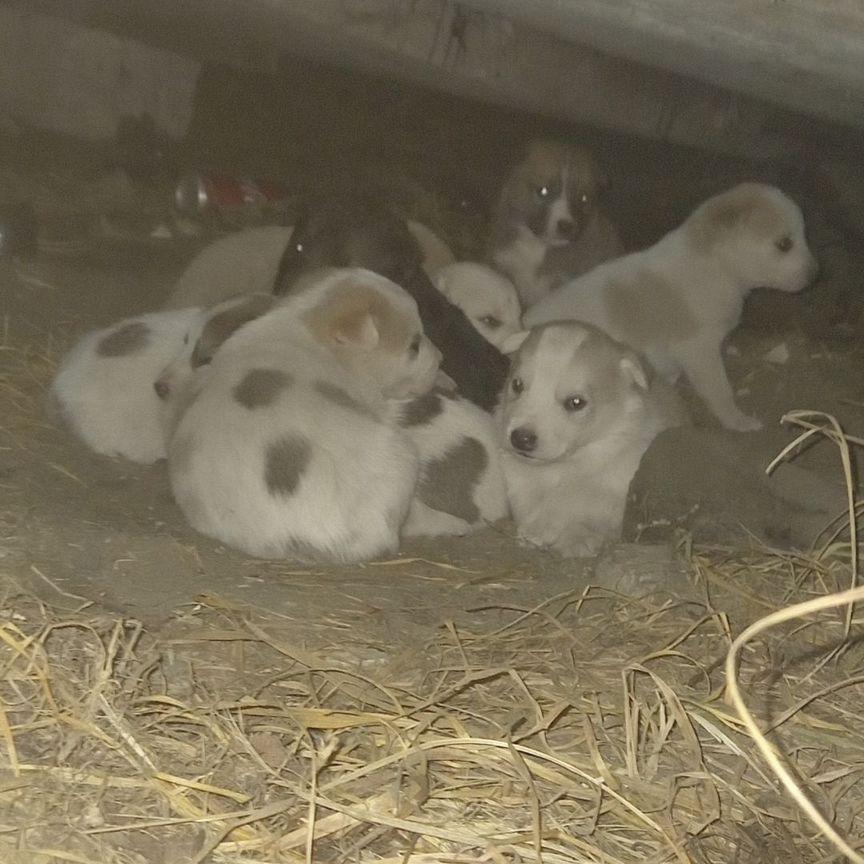 Щенок в добрые руки