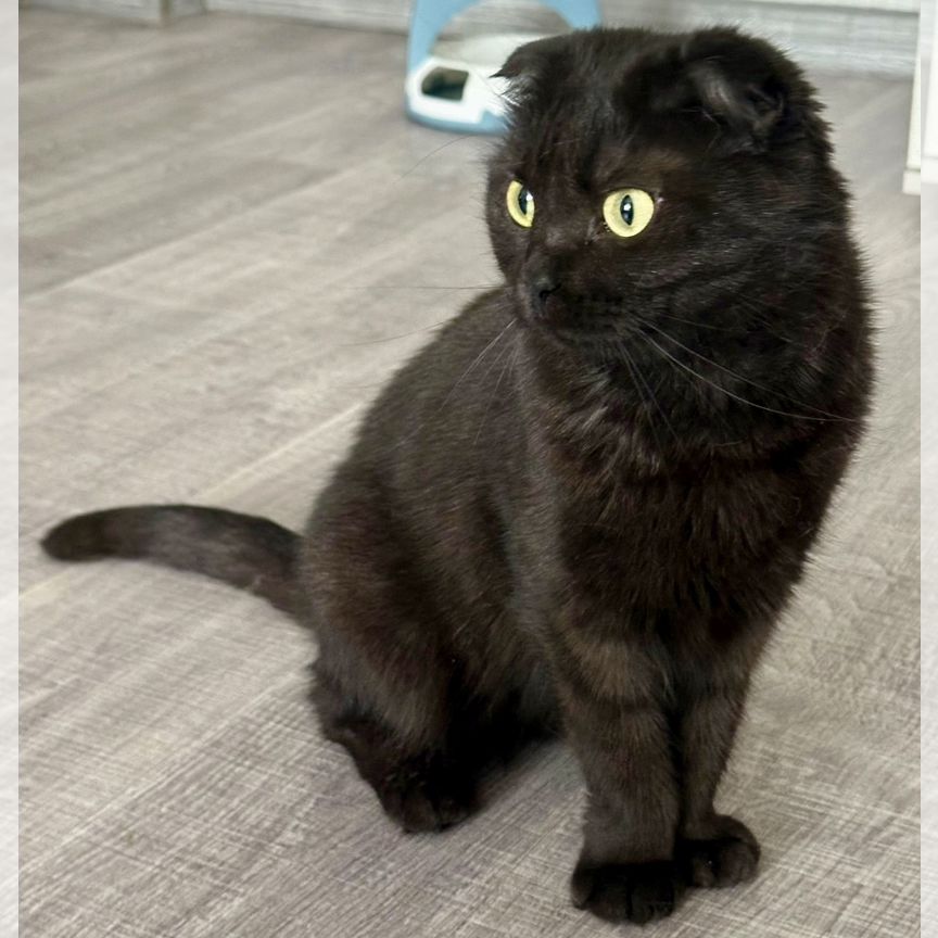 Шотландская вислоухая короткошёрстная, взрослая кошка