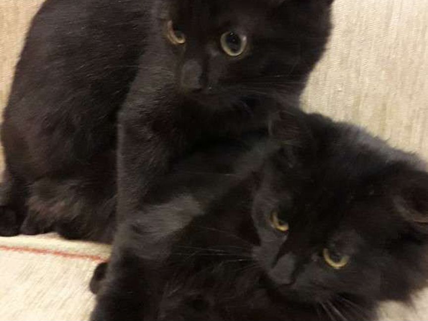 Котята-чернышата лучшие обереги для дома и семьи