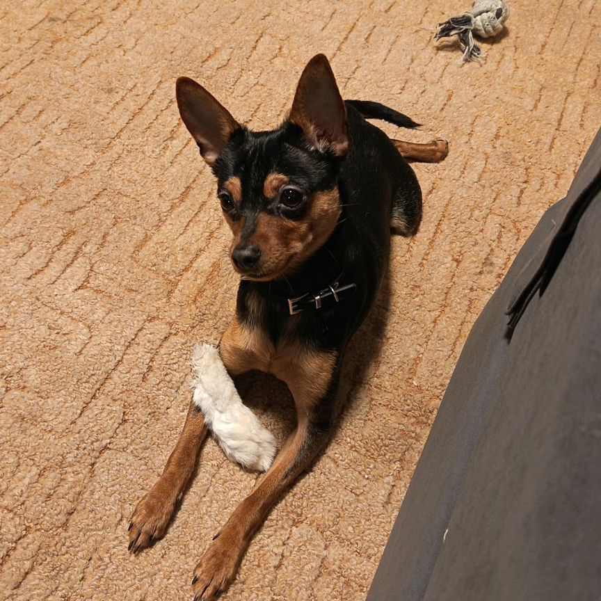 Русский той-терьер, вязка