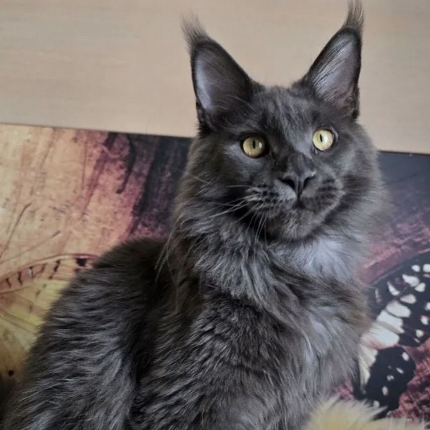 Мейн-кун, взрослый кот